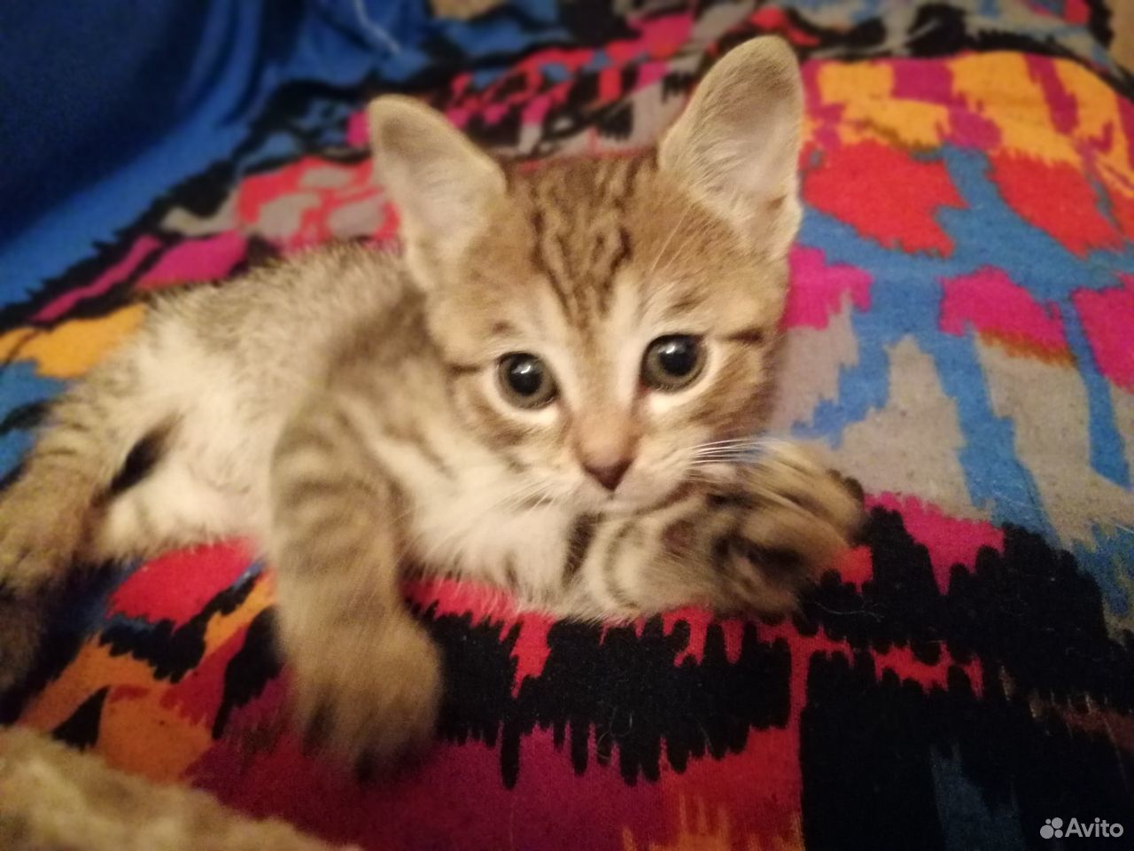 Котенок Мыша