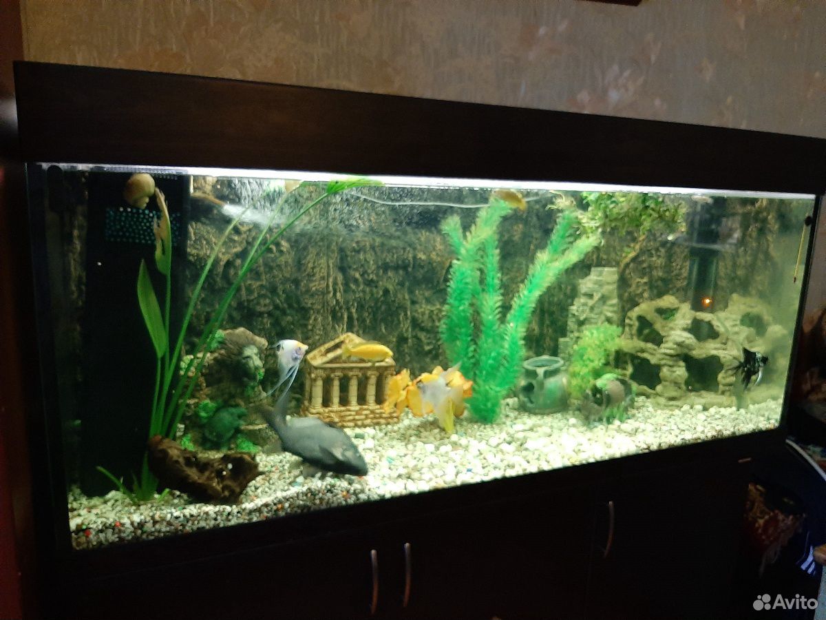 Аквариуменистика