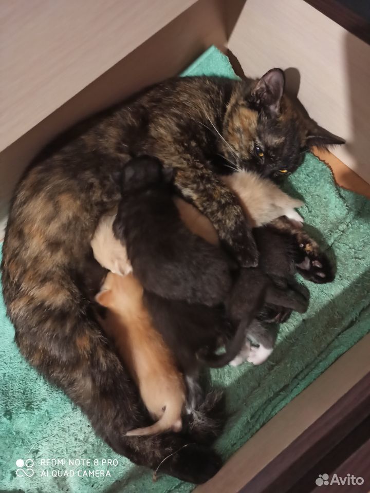 Котята от мамы прямоухой шотландки