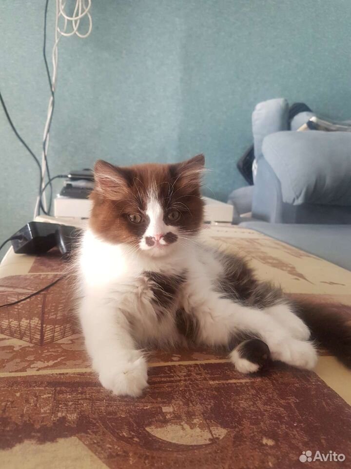 Котенок