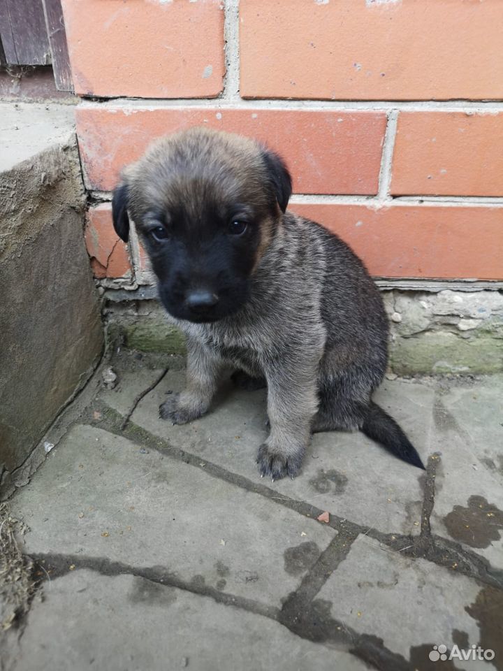 Щенки немецкой овчарки