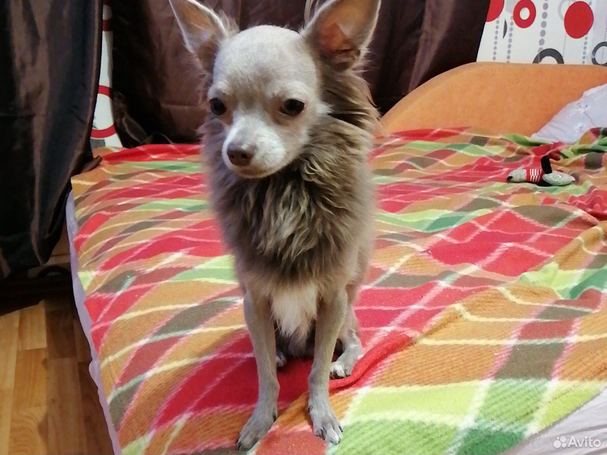 Мальчик Чехуа для вязки