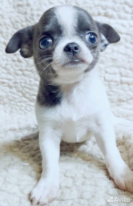 Чихуахуа голубыми пятнами девочка