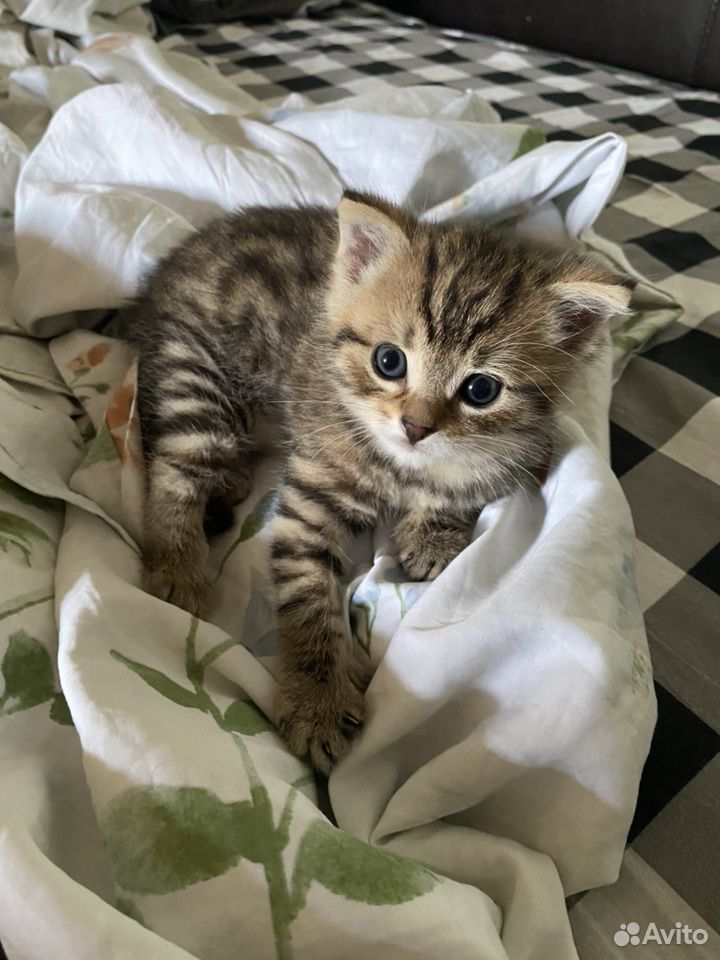 Добрый котёнок ищет дом