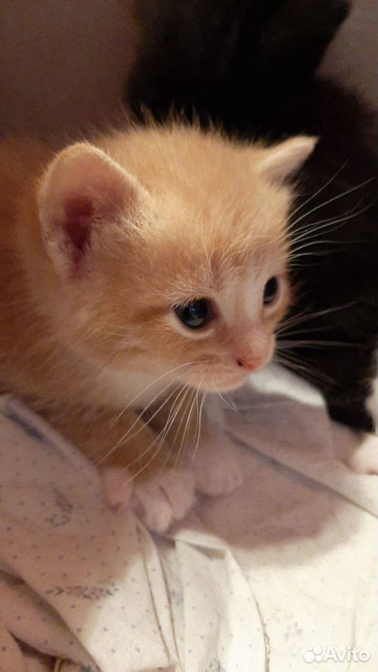 Котята, домашние