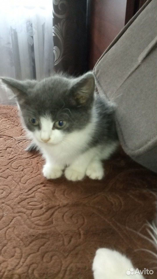 Котята- мальчики ищут дом