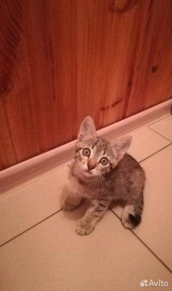 Котёнок ищет семью