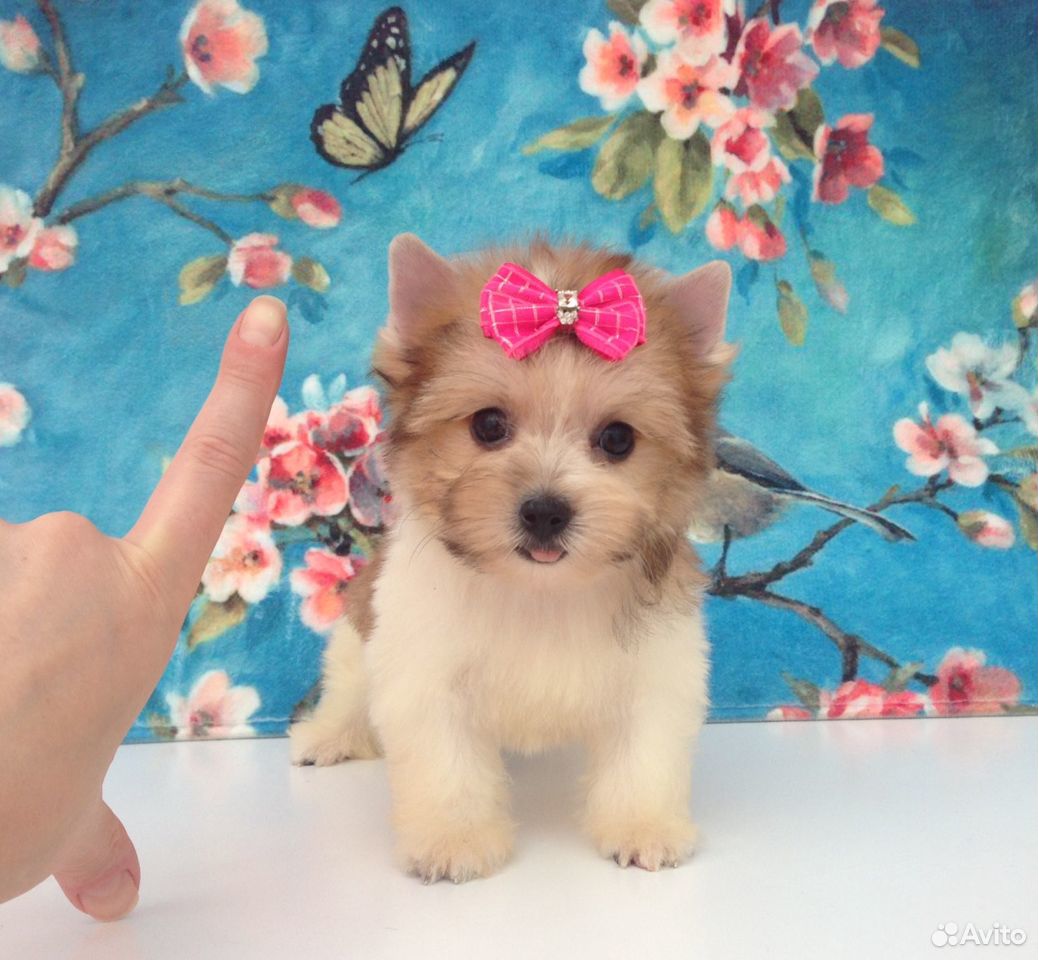 Бело рыжая супер мини девочка