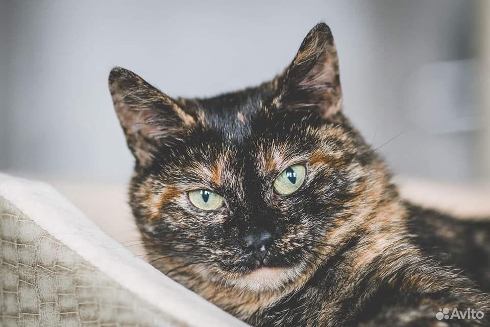 Кошечка Мэгги ищет дом