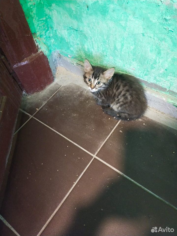 Маленький домашний котенок подкинут в подьезд