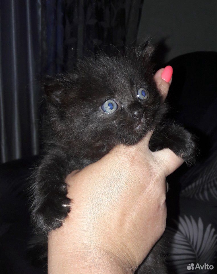 Котенок
