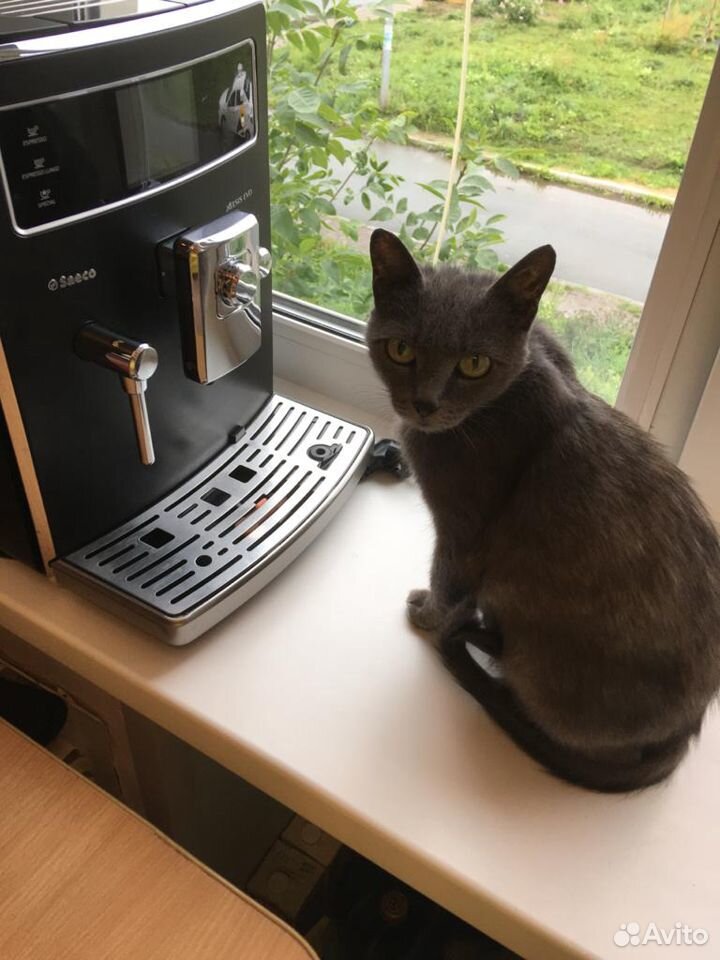 Кошка дымчатая