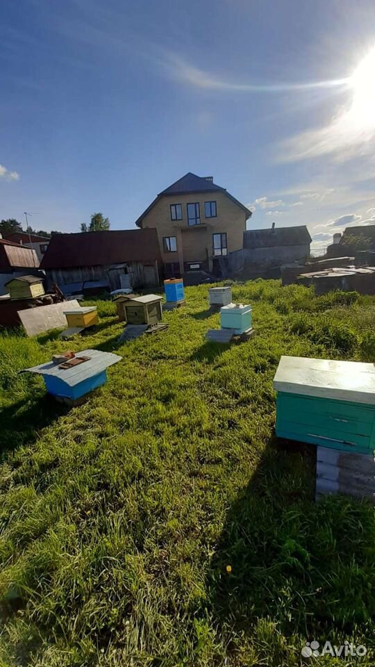 Пчелосемья,пчелы