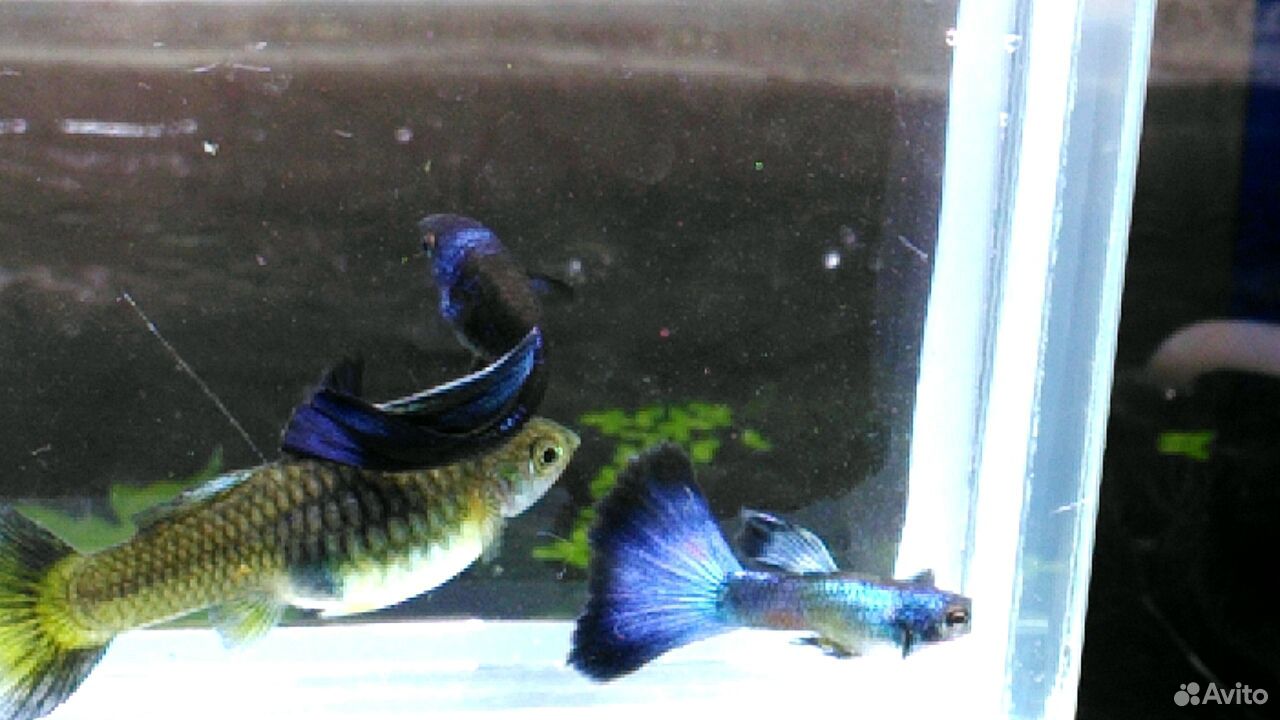 Гуппи малахитовые чистая линия для разведения