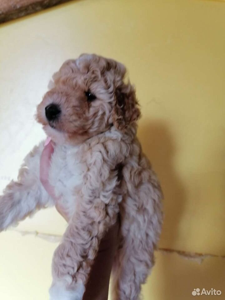 Пудель девочка