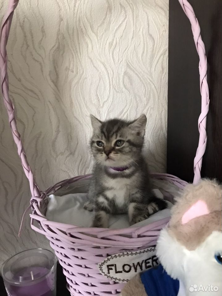 Шотландский