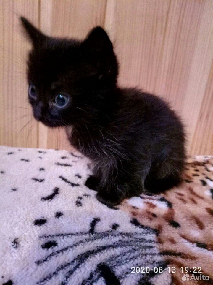 Котята