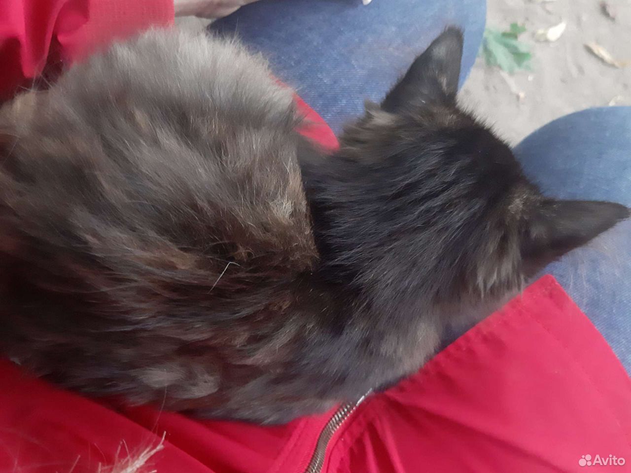 Котенок совсем маленький
