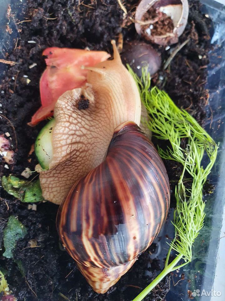 Улитка Ахатика взрослая