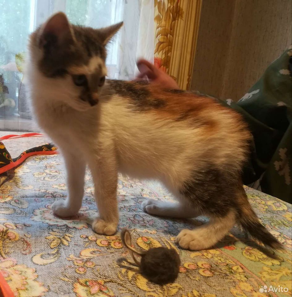Котенок девочка в добрые руки