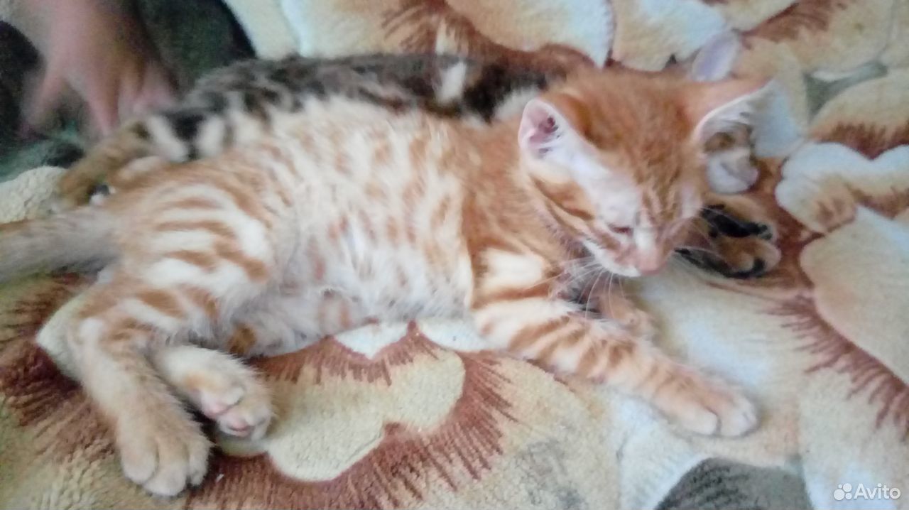 Кошка