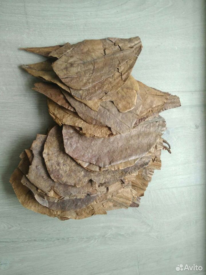 Лист миндаля