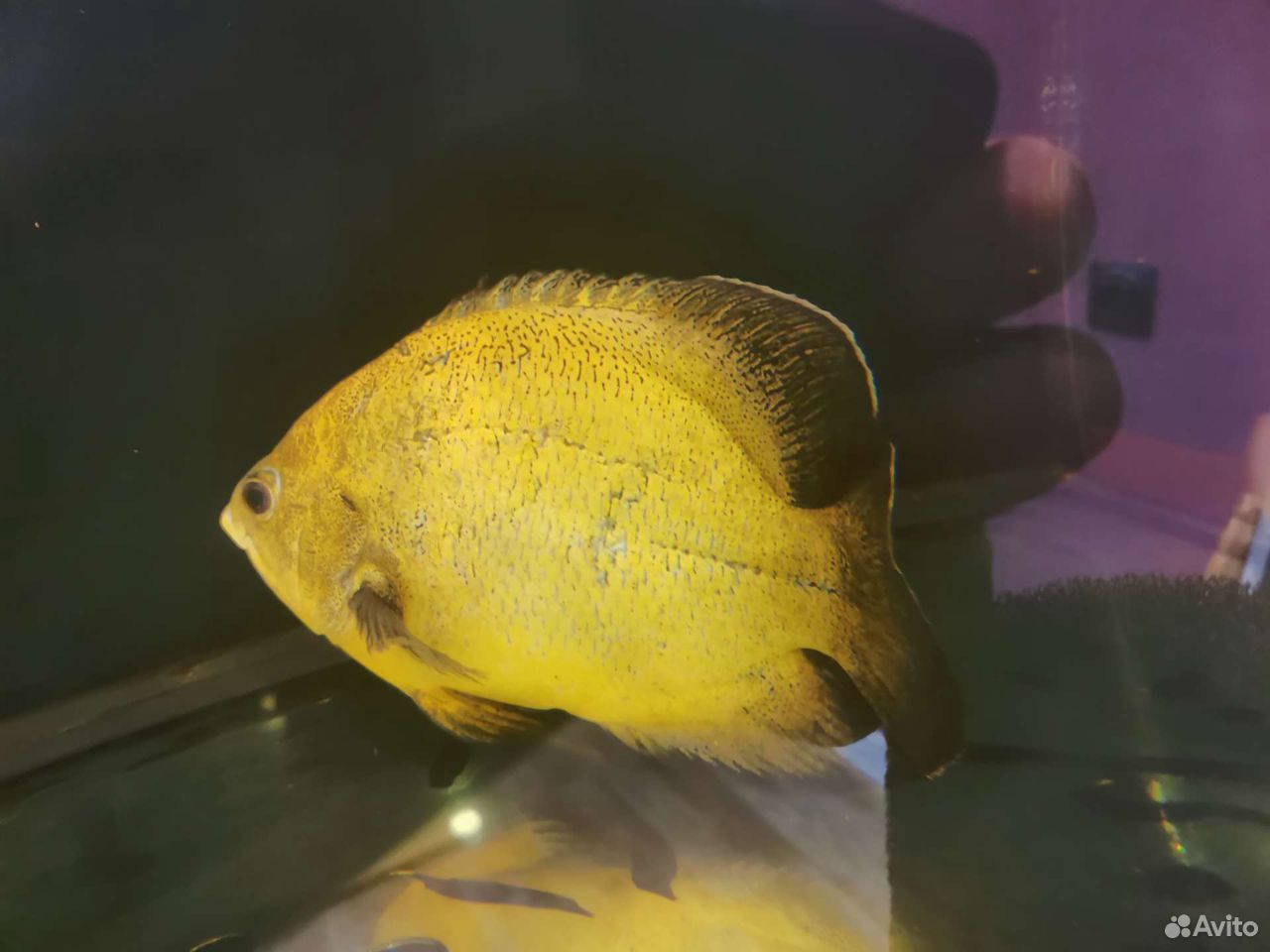 Астронотус