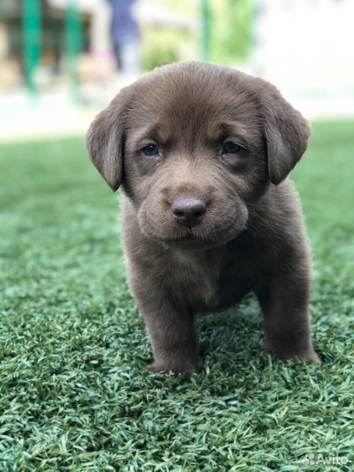 Коричневый щенок лабрадора ретривера