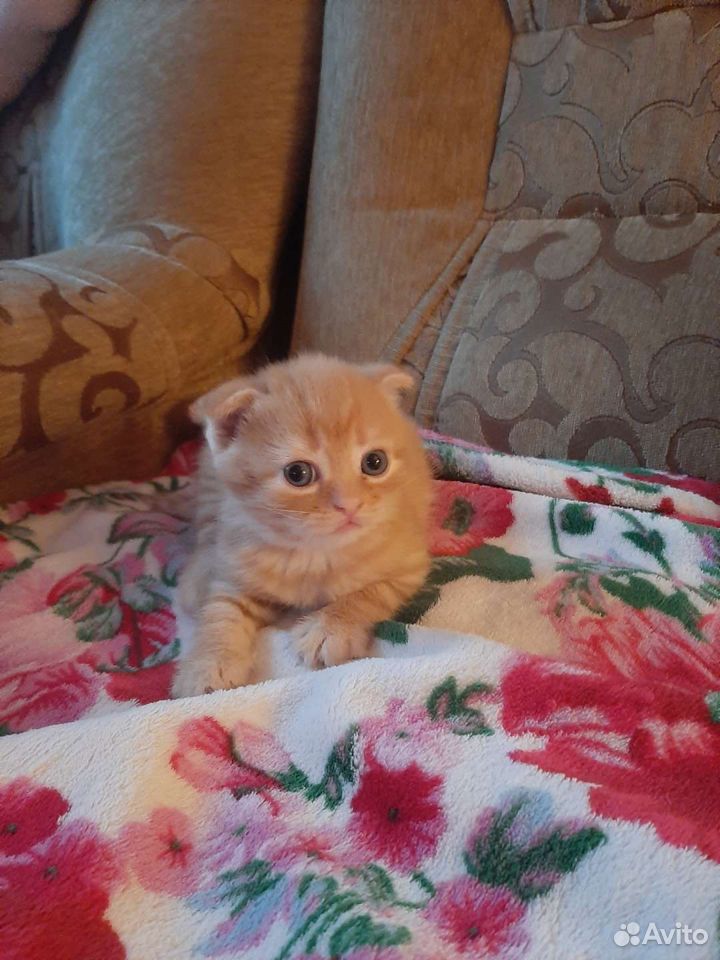 Шотландский рыжик