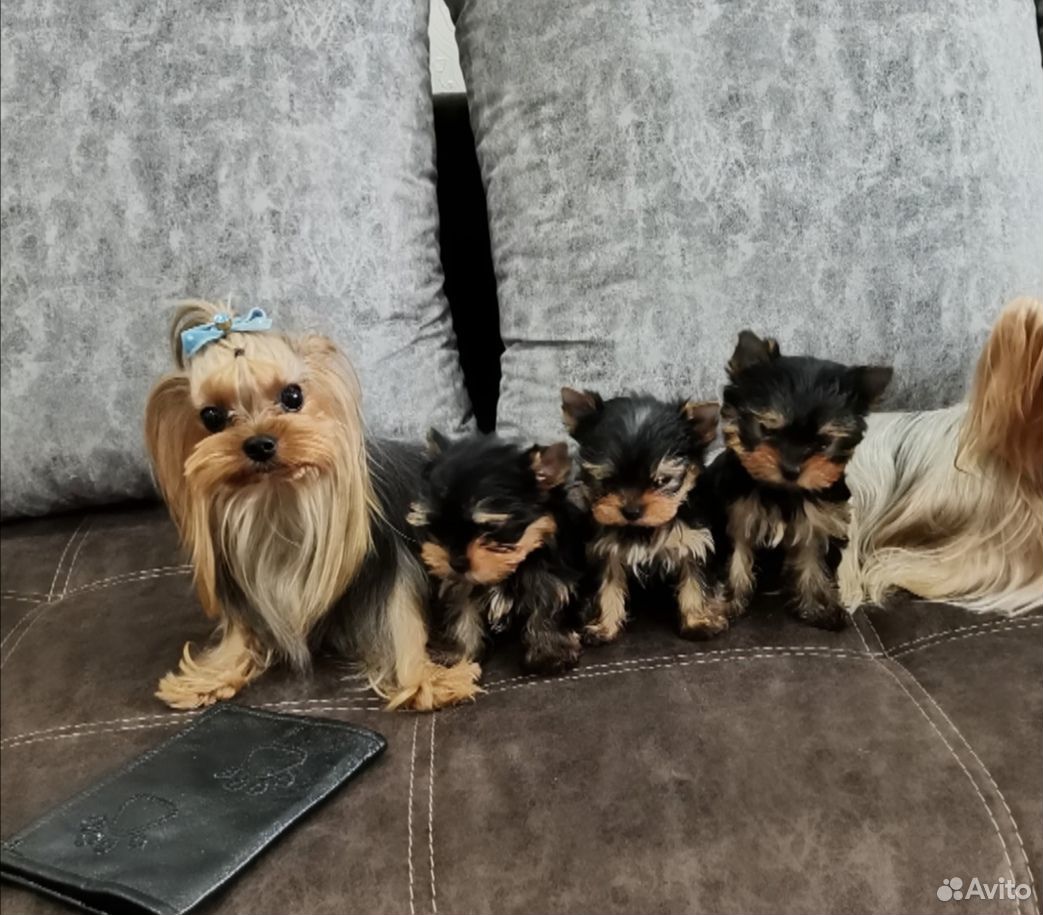 Йоркширский терьер супер мини для вязки. Есть щено