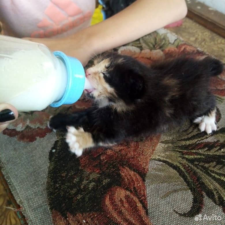 Котята