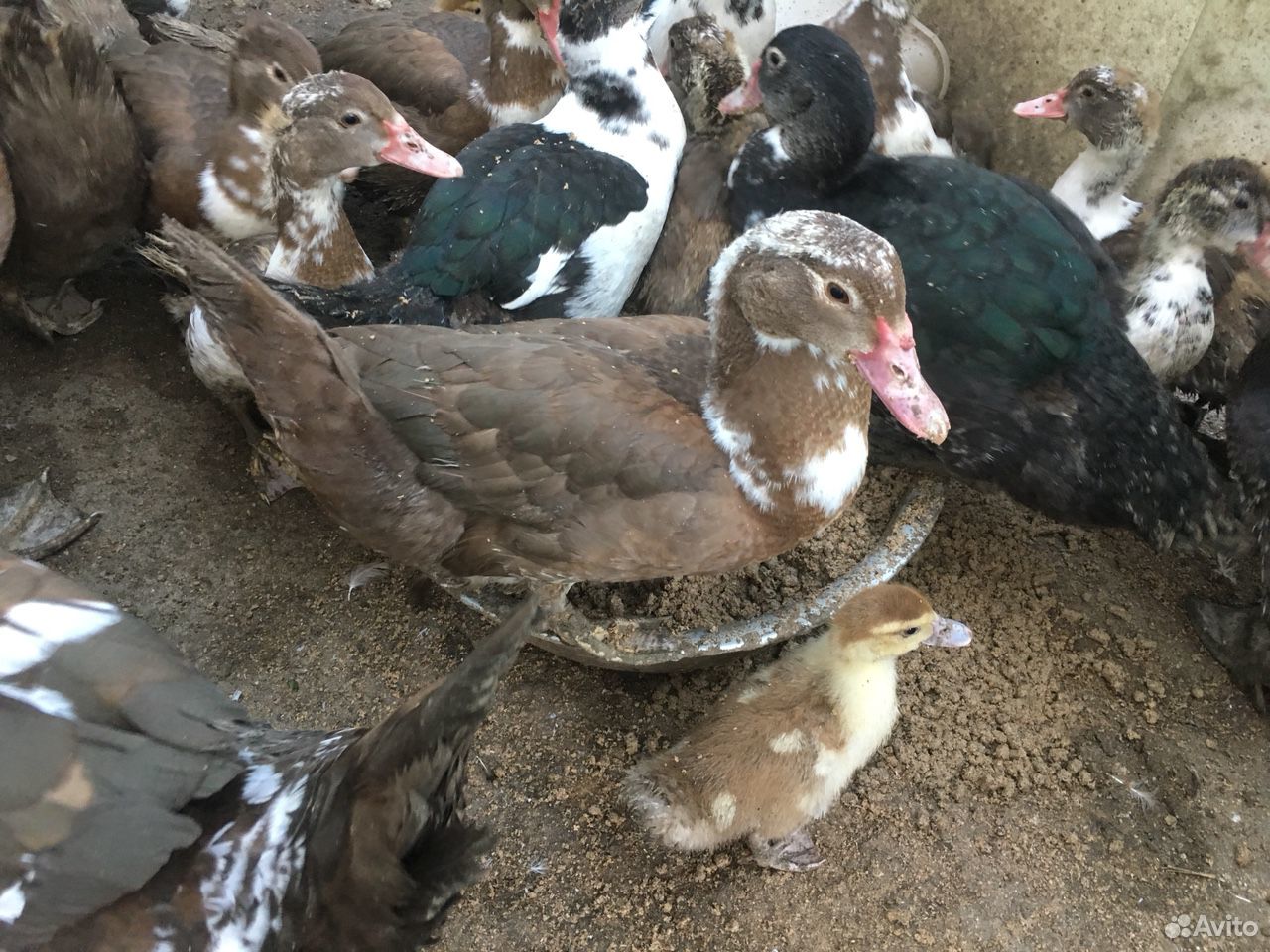 Индоутка (мускусная утка)