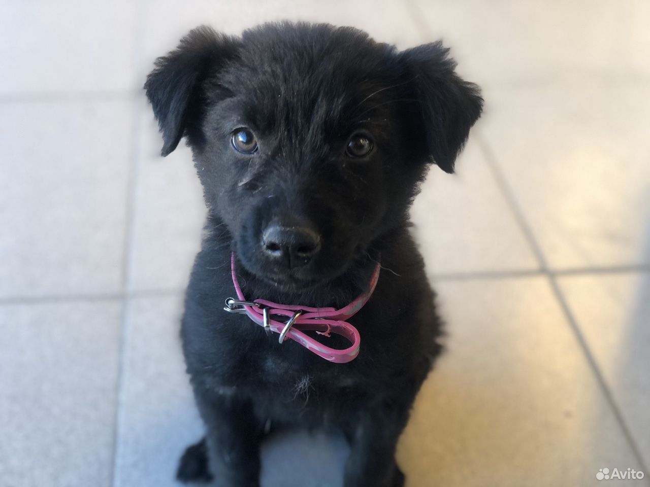 Щенок, девочка, 2 месяца