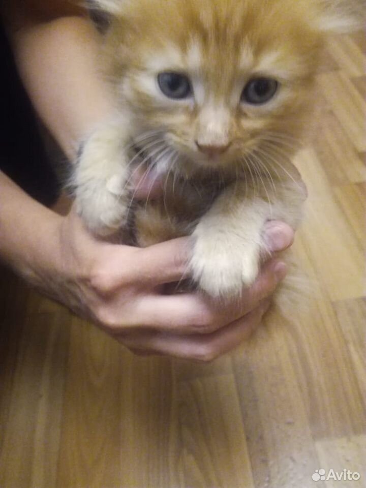 Котик в заботливые руки