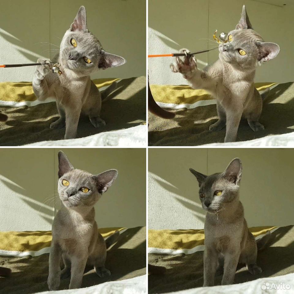 Котята (Бурма)