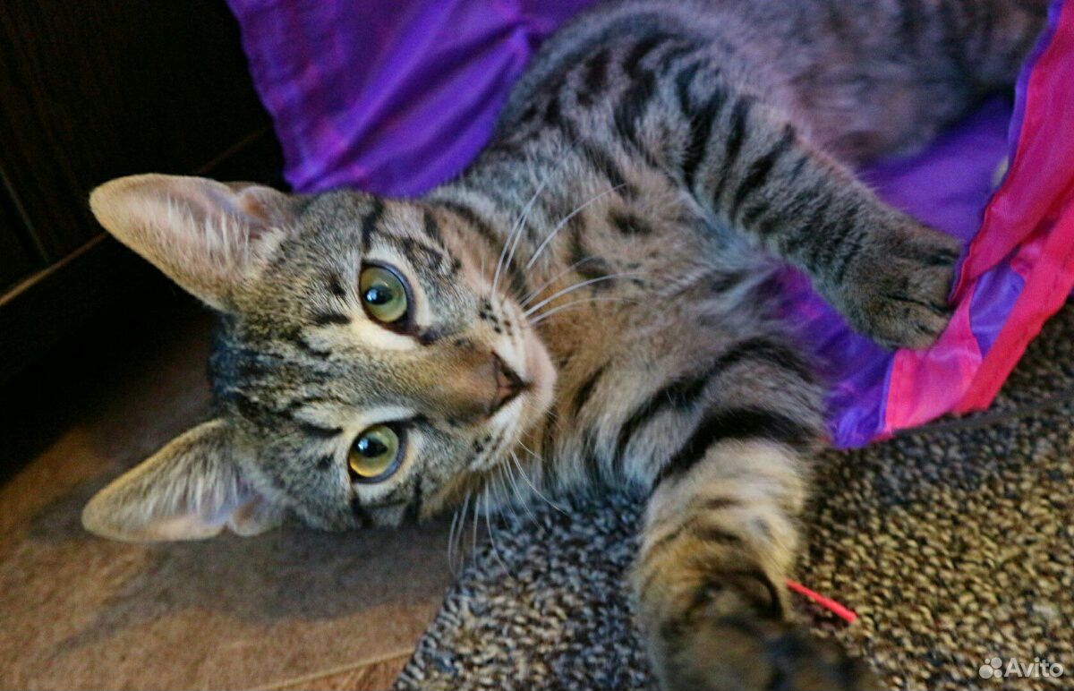 Отважный котенок по имени Ричард, 4,5 месяца