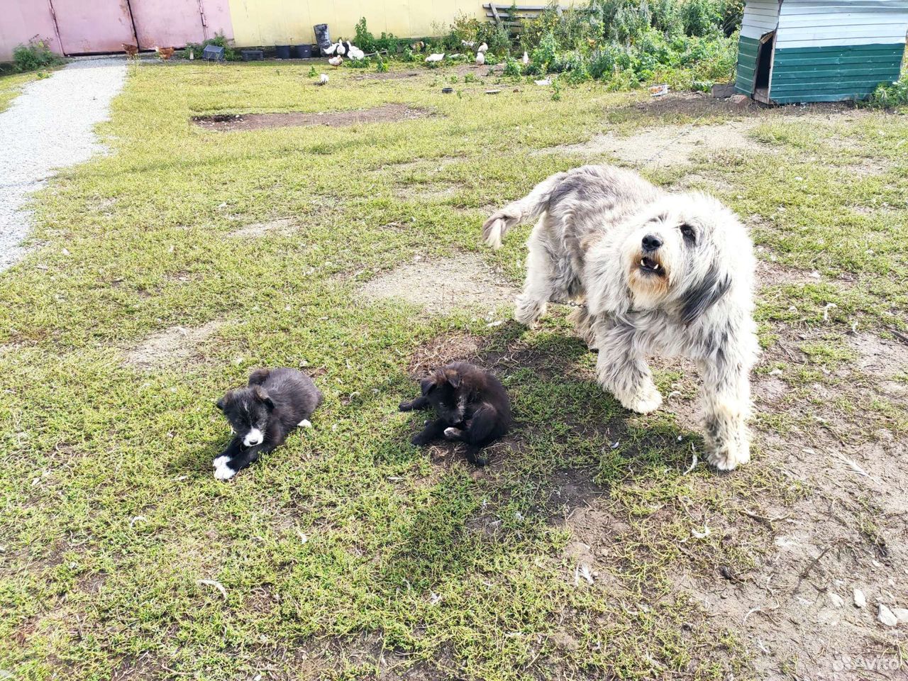 Щенки южнорусской овчарки