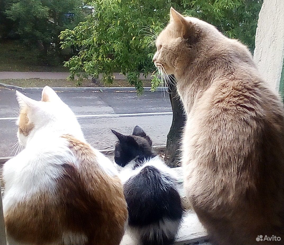 Отдадим котеночка