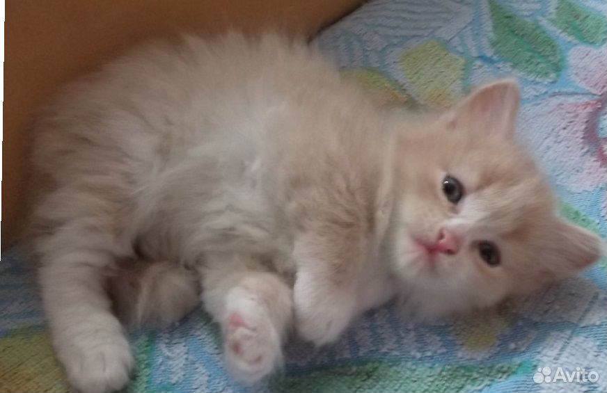 Котята на любой вкус