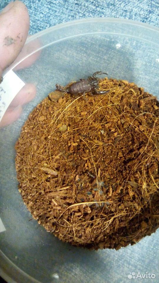 Скорпион чёрный Heterometrus Spinifer, l2