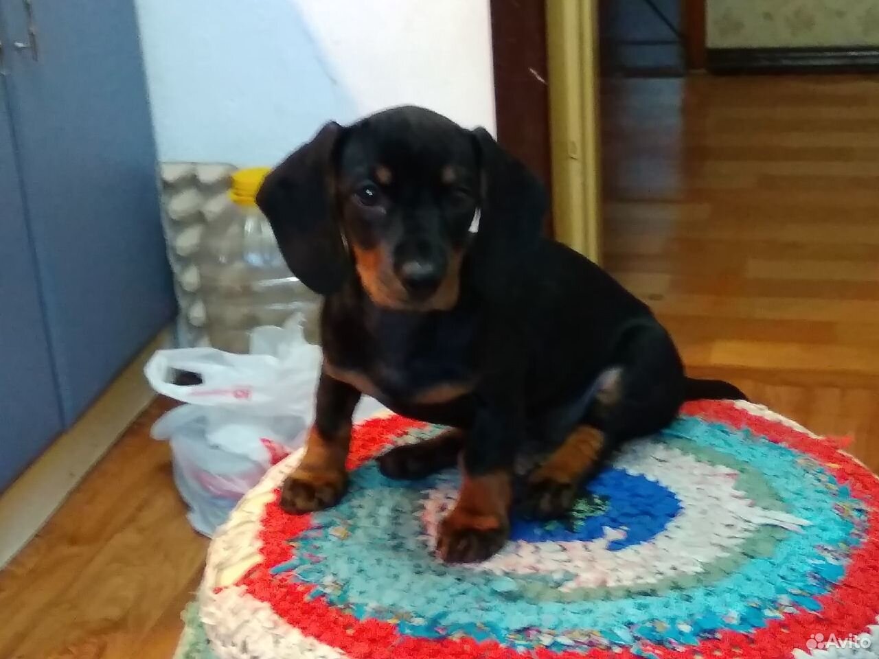 Щенок кроличьей таксы, девочка