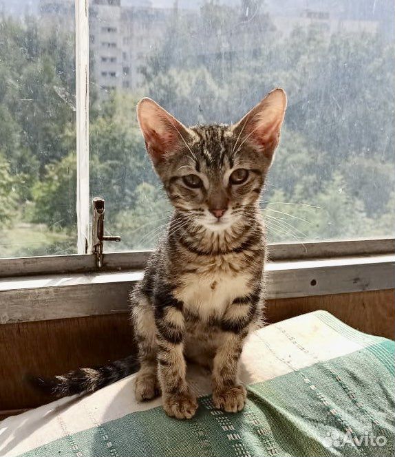 Маленький Котик Шерхан в добрые руки