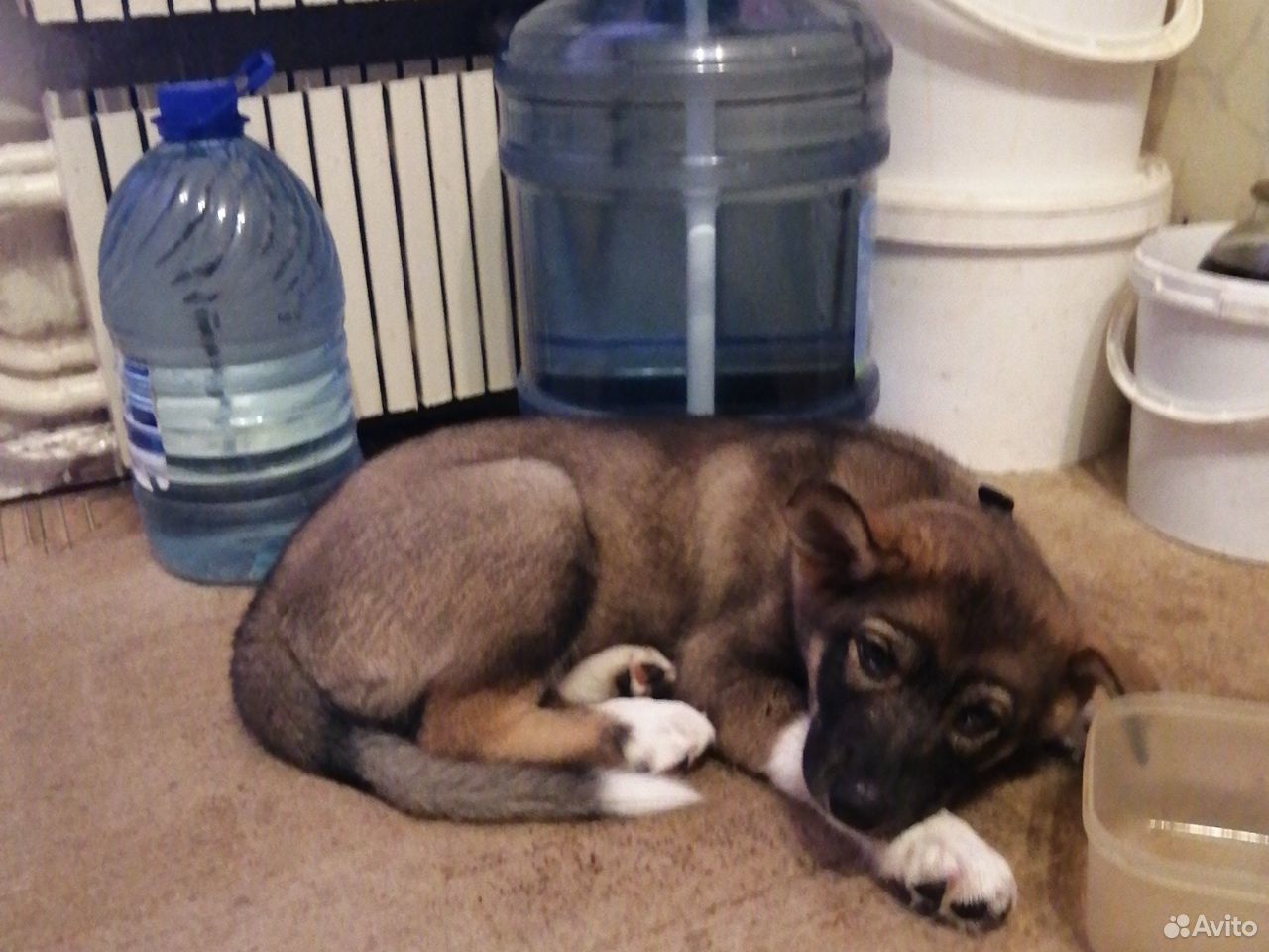 Отдам бесплатно собаку, милая, некоторые команды п