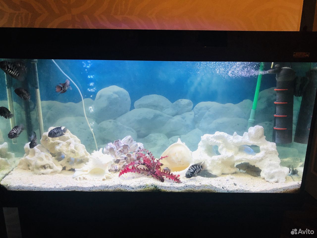Аквариум ссб-Аква 340 с оборудованием
