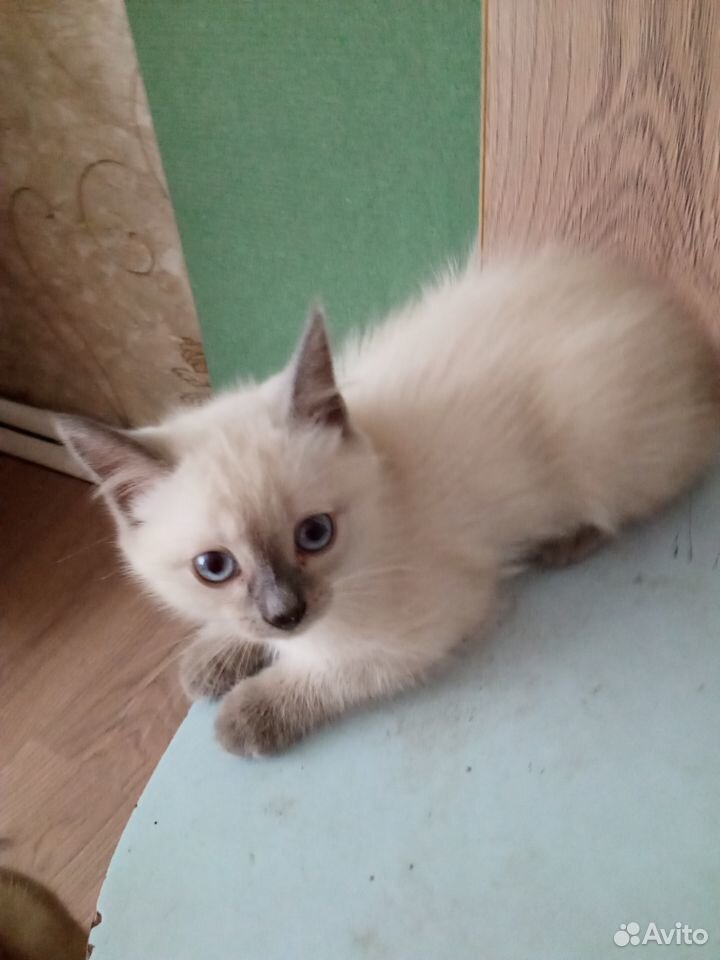 Котята