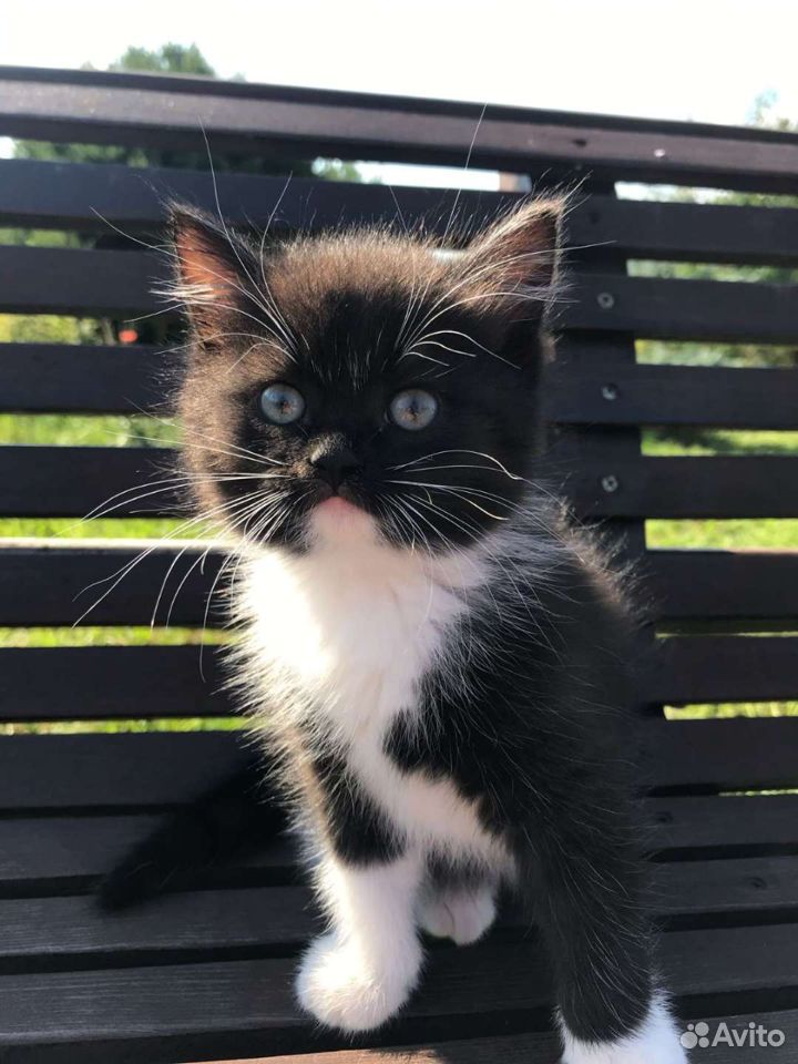 Котёнок (девочка)