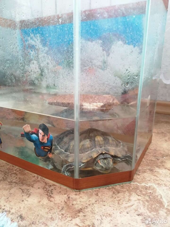 Черепаха красноухая с аквариумом