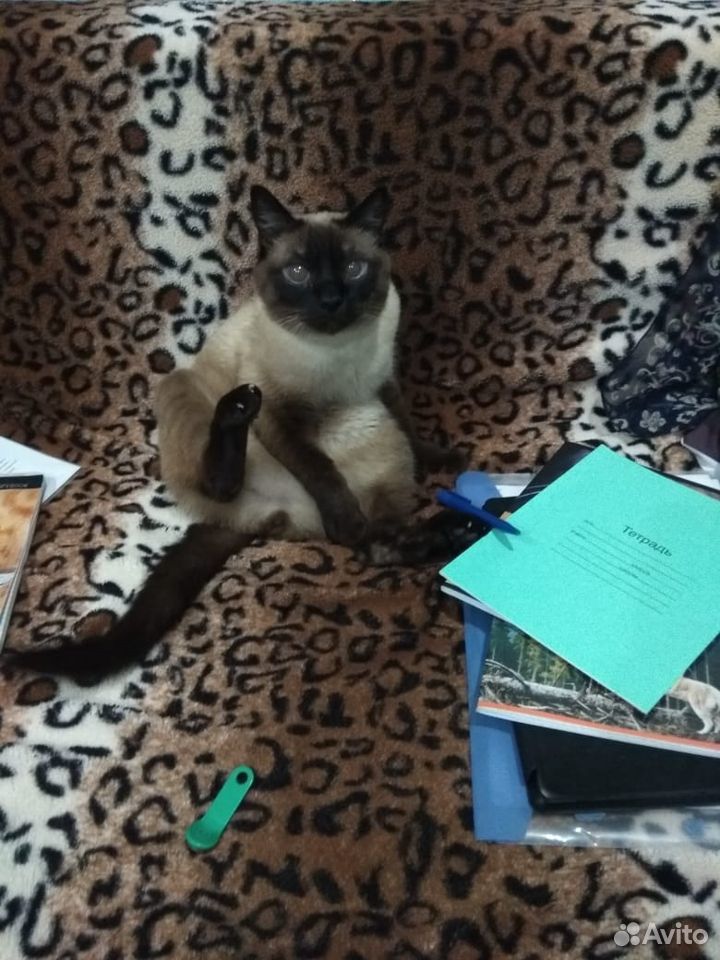 Кот Тайсон