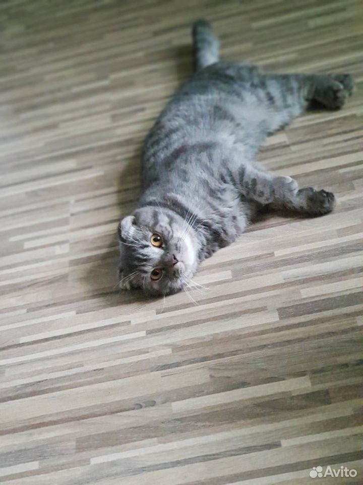 Кот шотладский вислоухий
