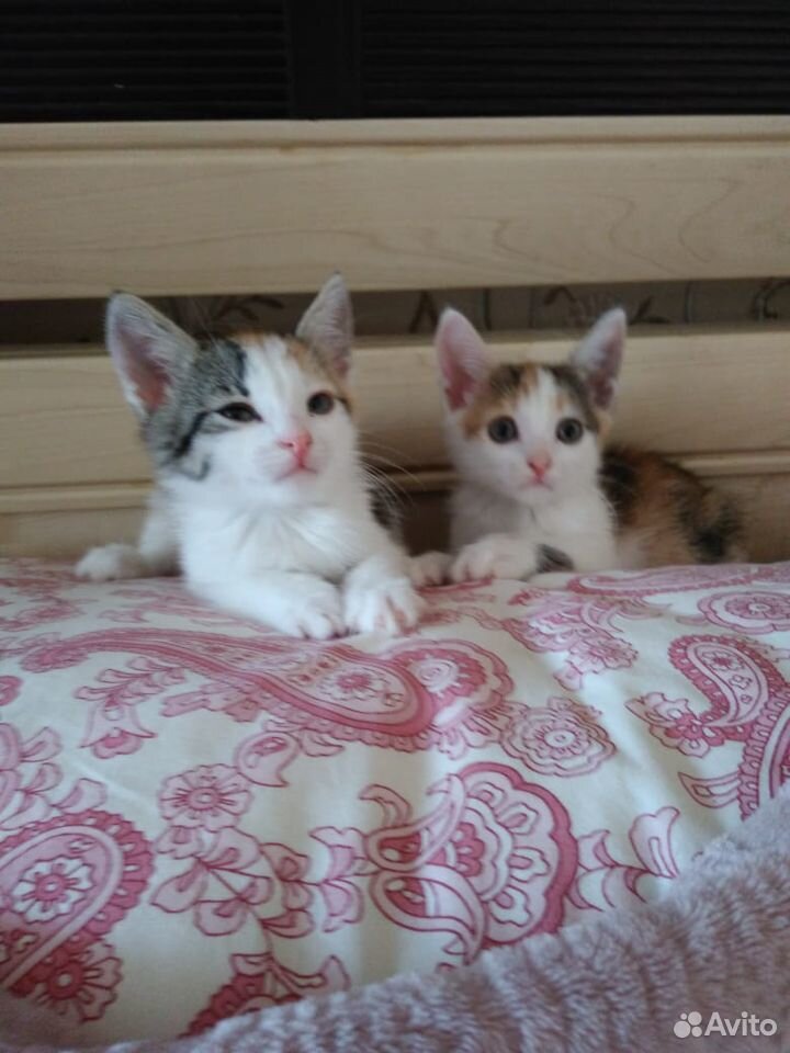 Трехцветный котенок в дар